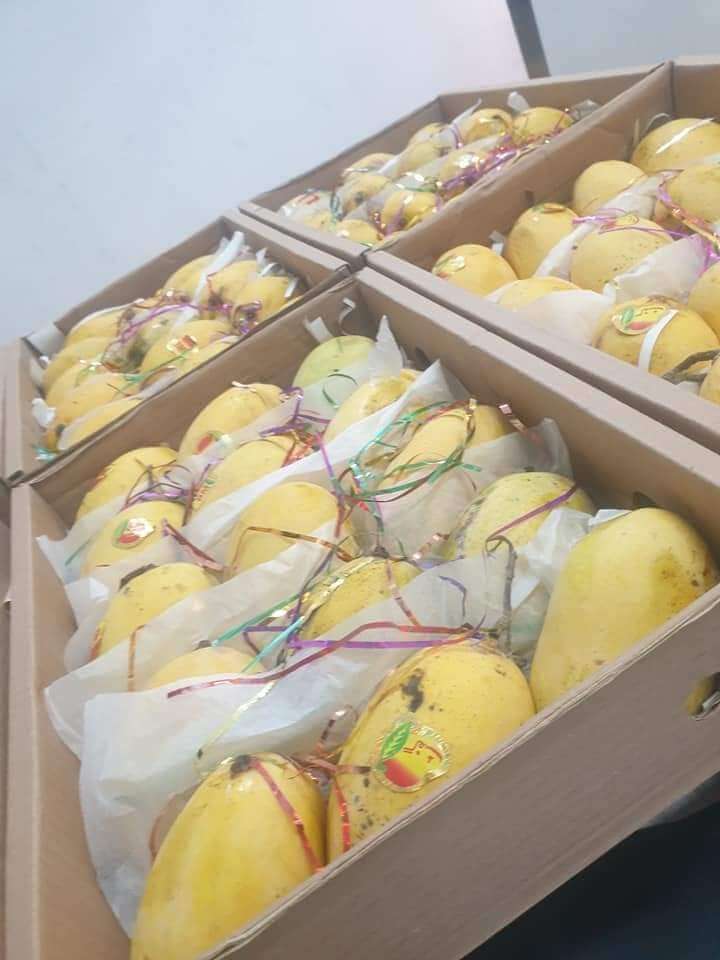 Mangoes - Iqbal Awan Trading